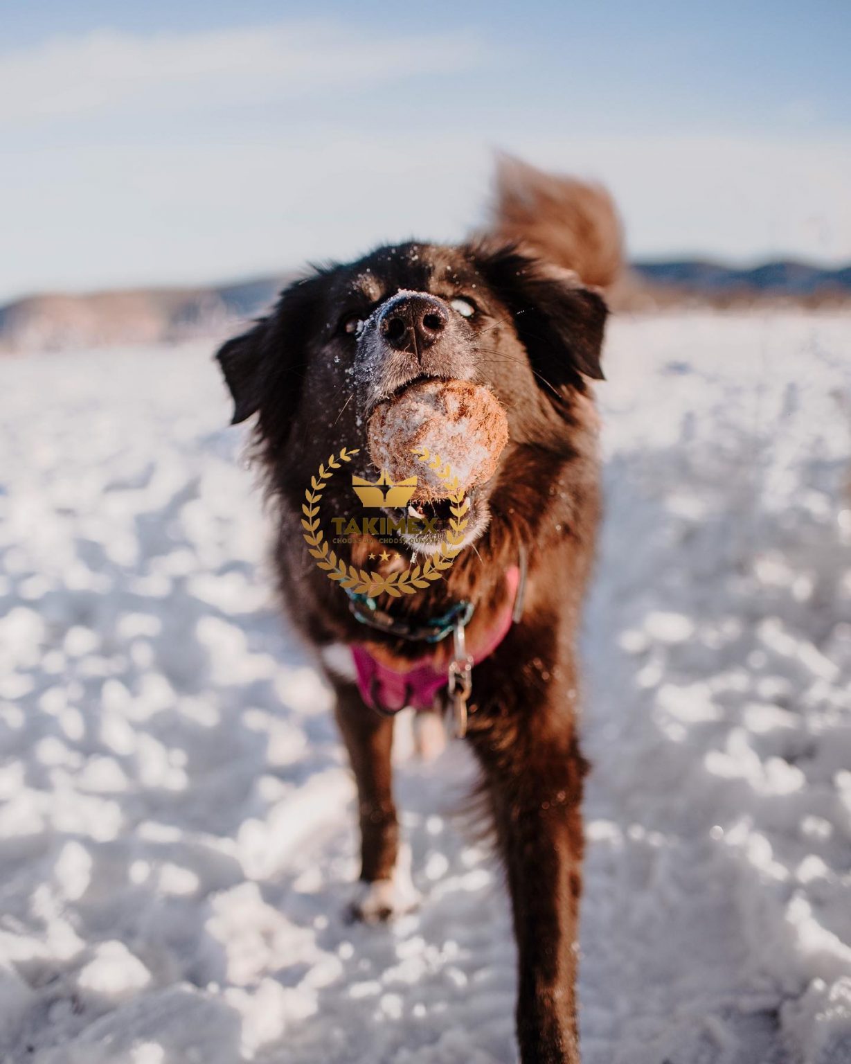 COCO BALL CHEW - TAKIMEX GLOBAL CO., LTD