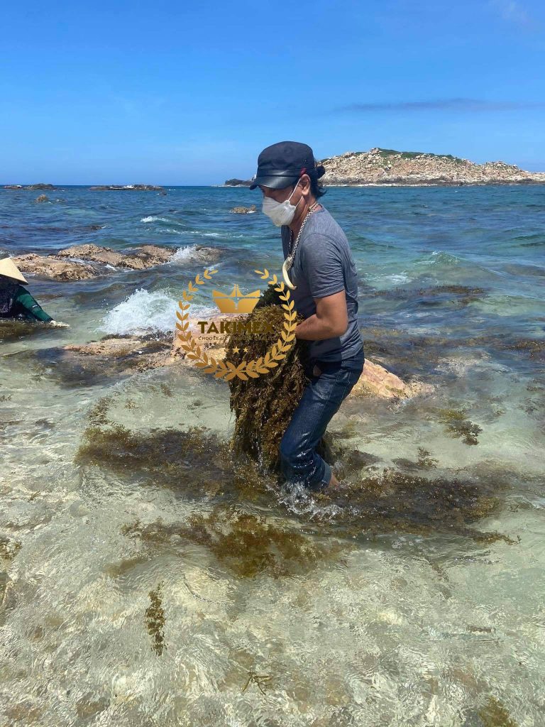 DRIED SARGASSUM SEAWEED (RAW TYPE) - TAKIMEX GLOBAL CO., LTD