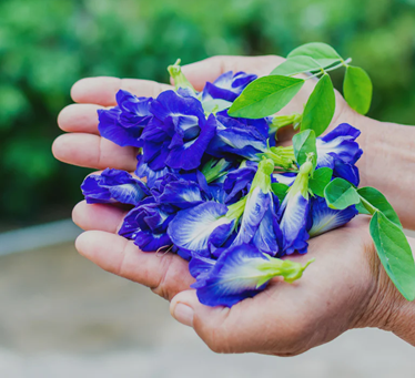 The magical effect of butterfly pea flower that few people know ...